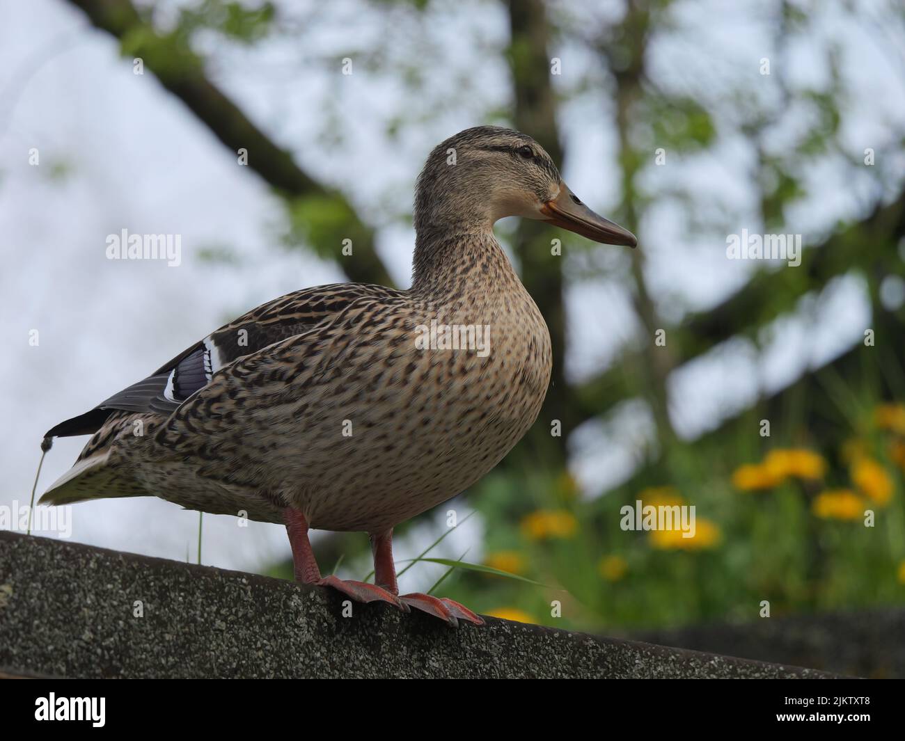 A close-up shot of Mallard duck on a blurred background in spring Stock ...