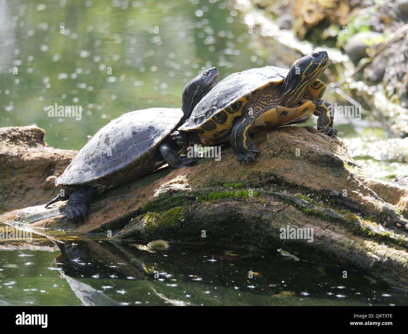 Two red eared sliders hi-res stock photography and images - Alamy