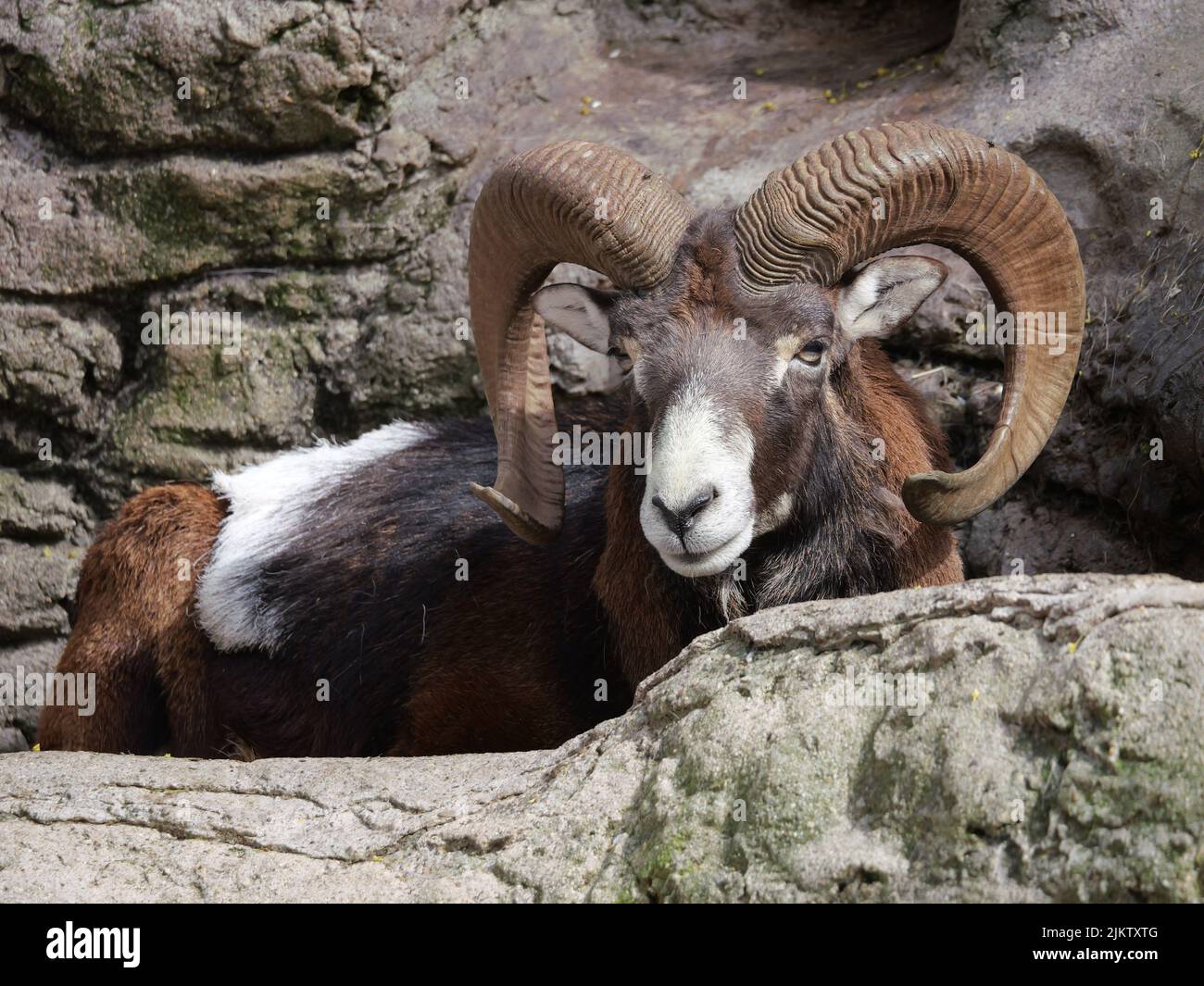 Big horns hi-res stock photography and images - Alamy