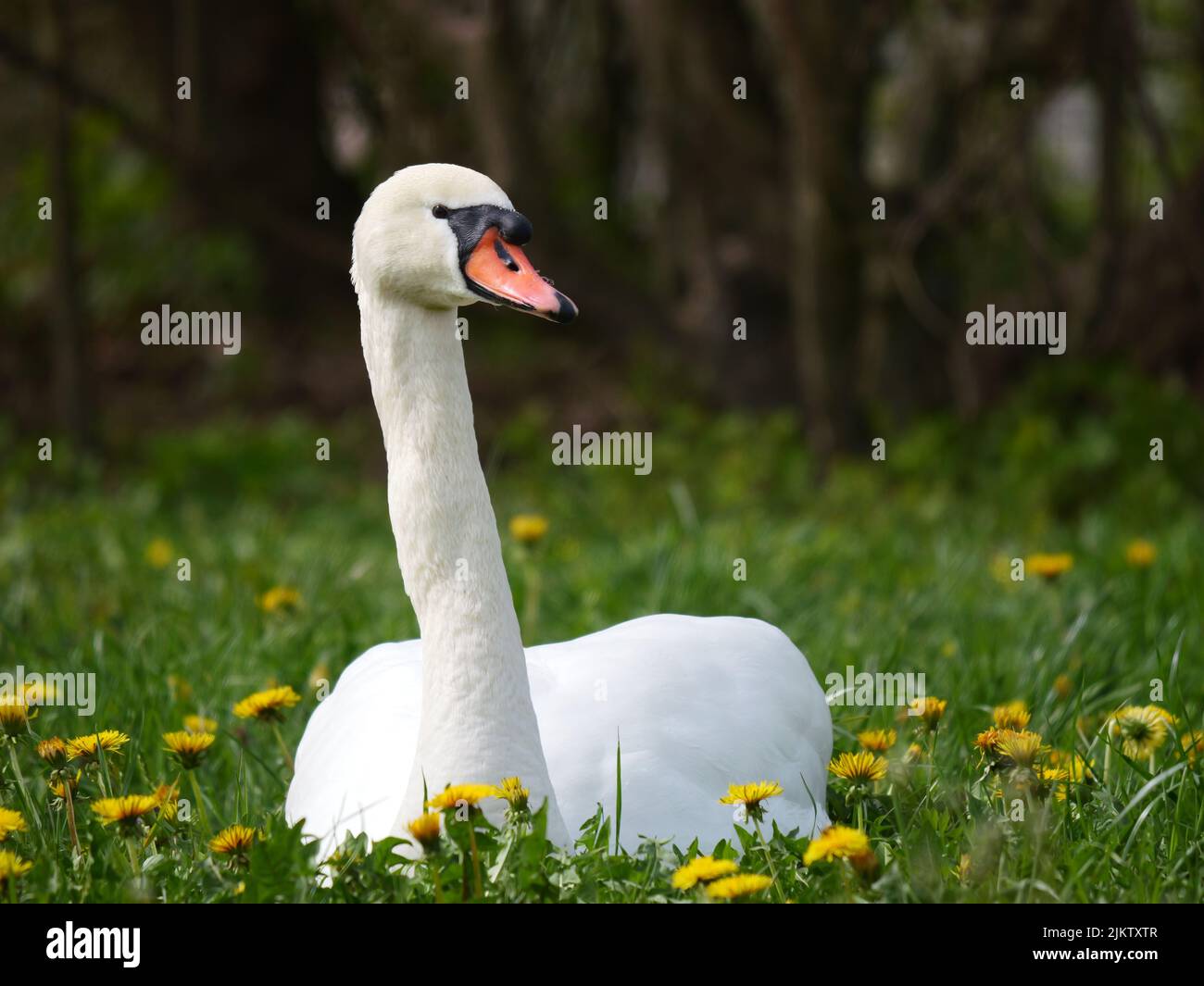 Resting swan hi-res stock photography and images - Alamy
