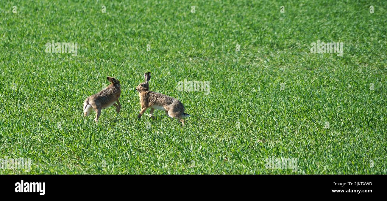 A panoramic view of the two brown rabbits in the field Stock Photo - Alamy