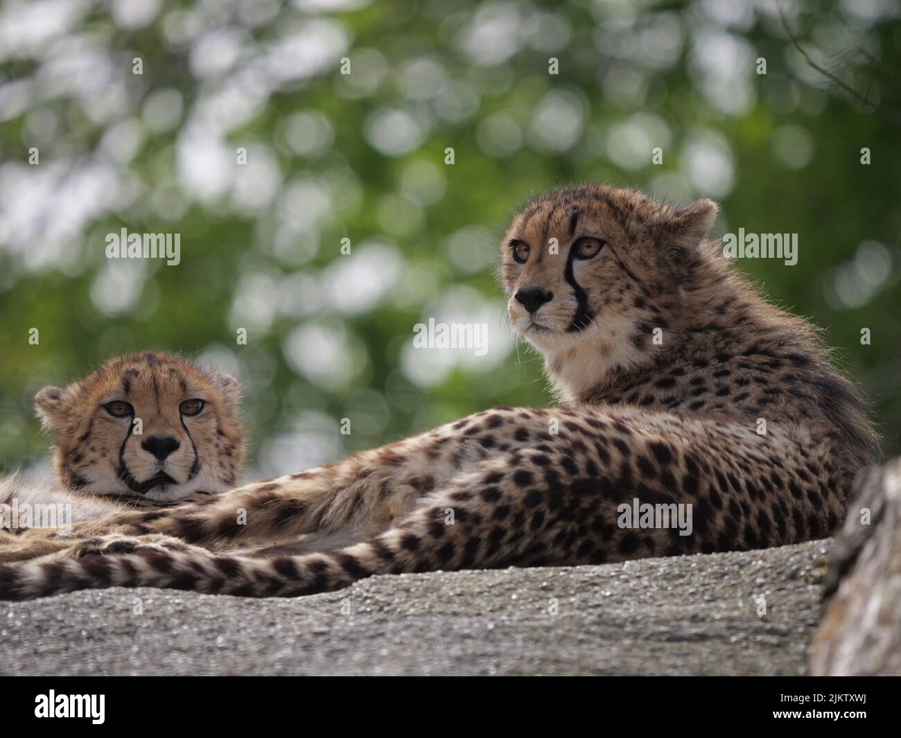 Two cheetahs lying on a rock on a blurred background in the safari ...