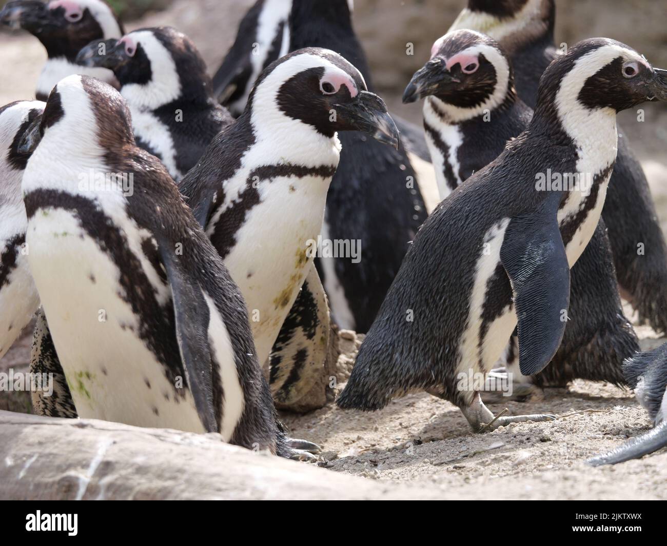 Seabird penguins hi-res stock photography and images - Alamy