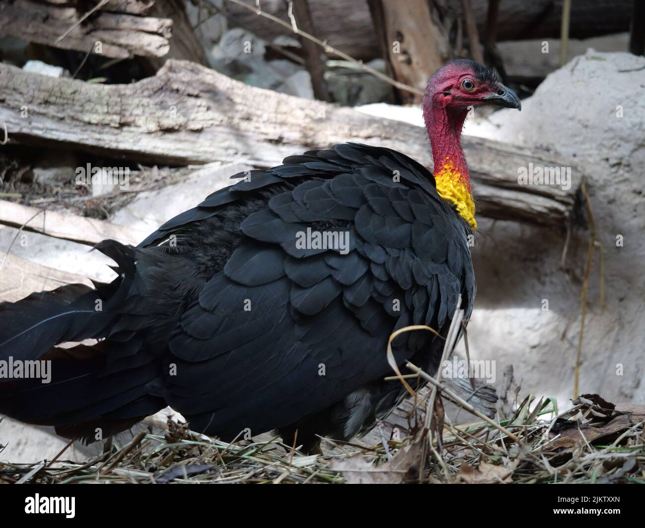 A close-up shot of an Australian brushturkey on a blurred background in ...