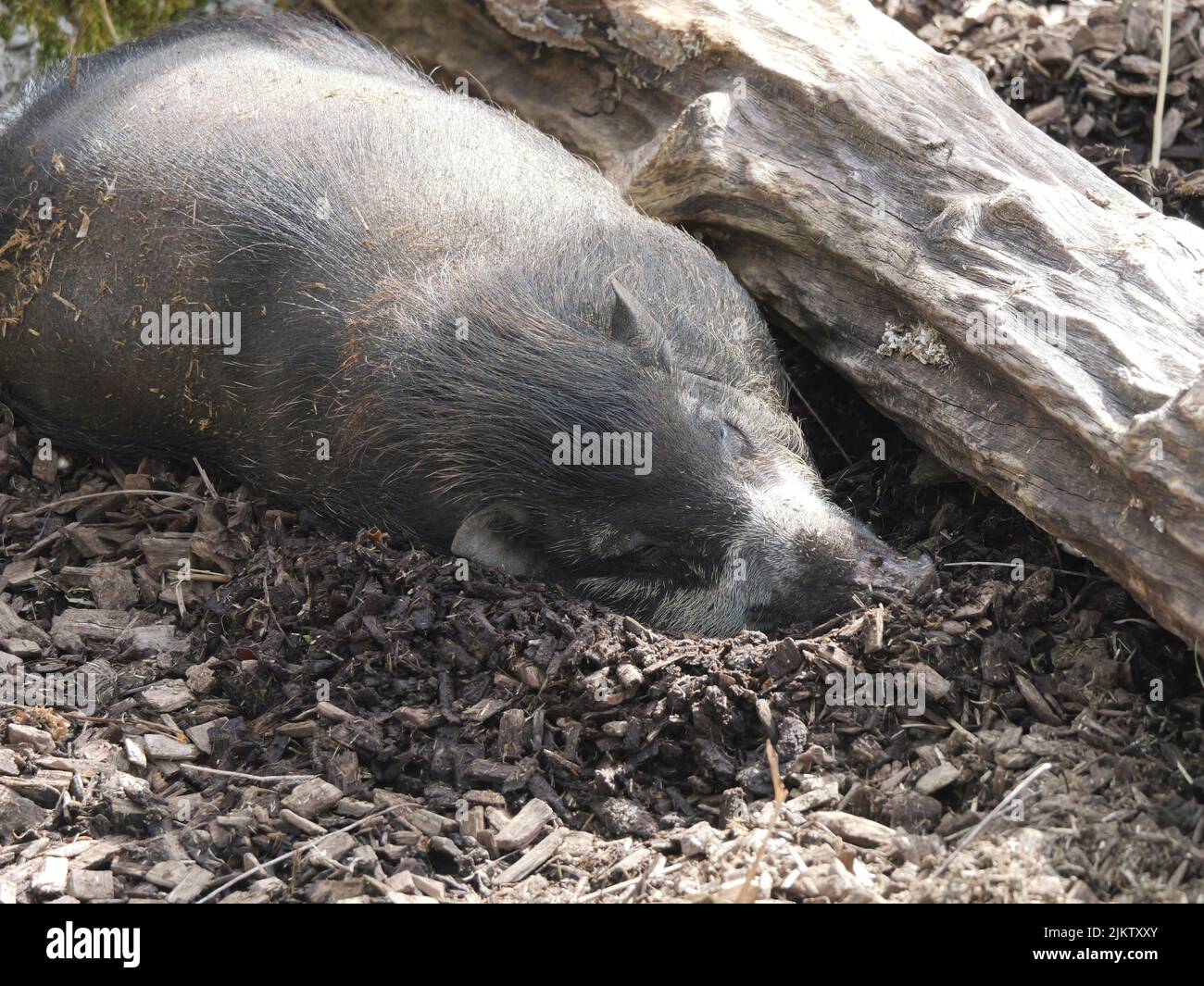 A big Pygmy hippopotamus in safari in spring Stock Photo - Alamy