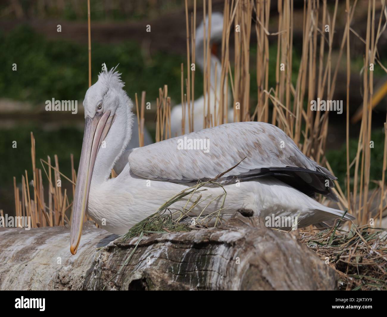 Closeup of neck hi-res stock photography and images - Alamy