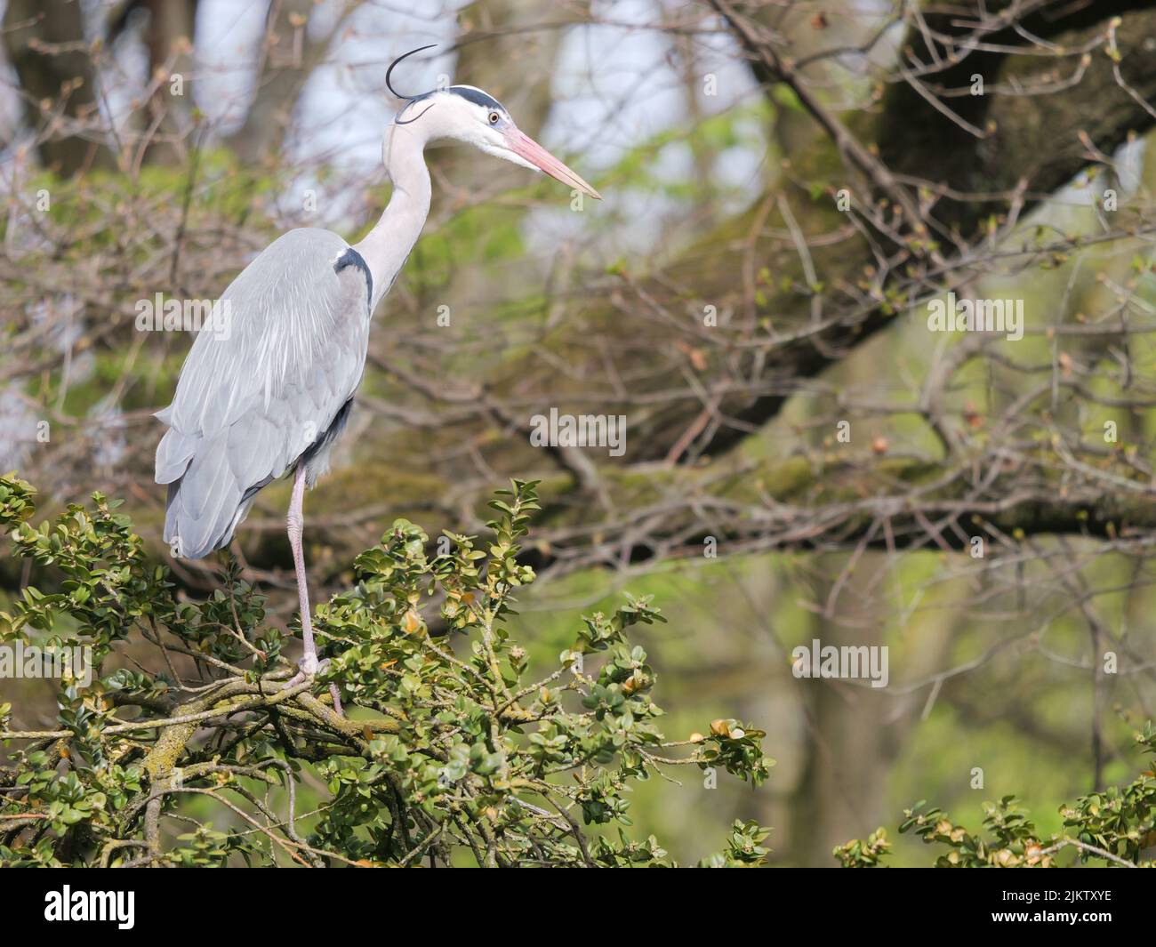 A shallow focus shot of a stork on a tree branch Stock Photo - Alamy