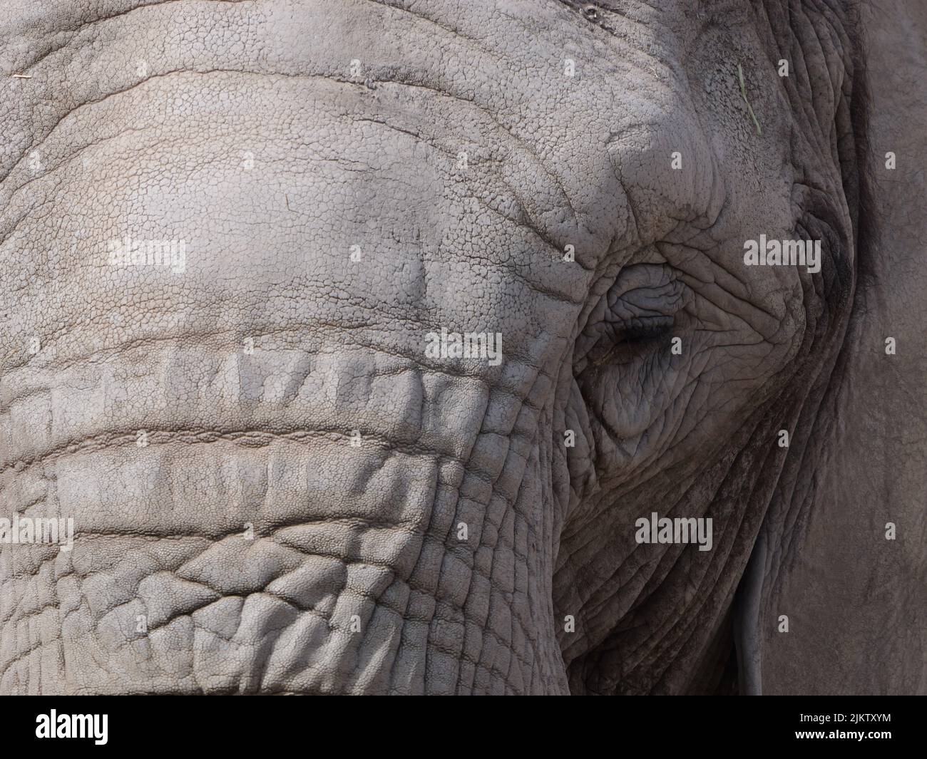 A closeup shot of an elephant's face Stock Photo - Alamy