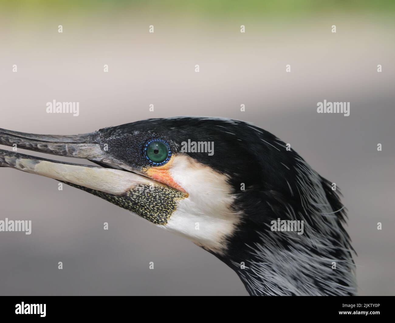 Head shot of cormorant hi-res stock photography and images - Alamy