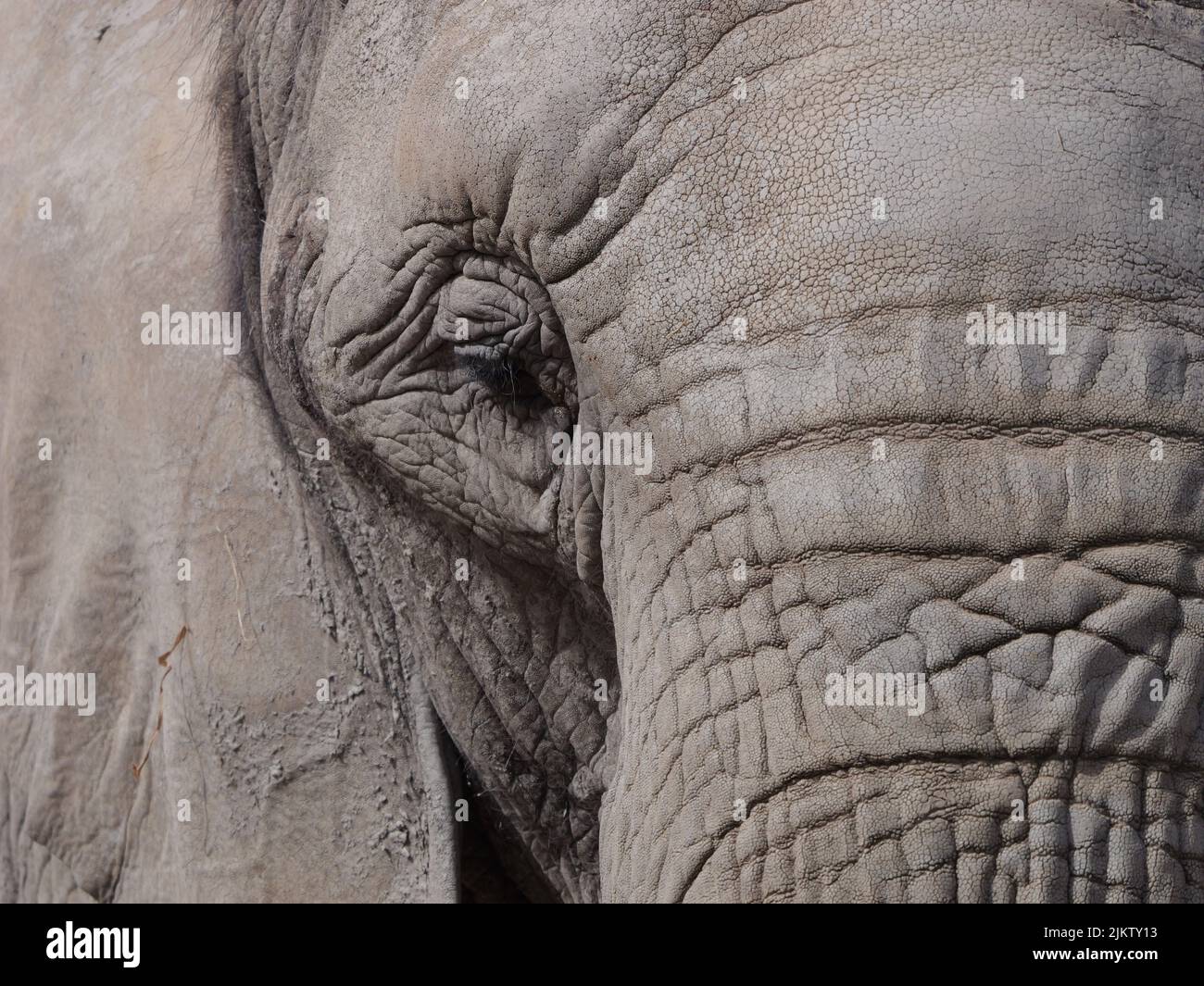 A big gray elephant head in the safari in summer Stock Photo - Alamy