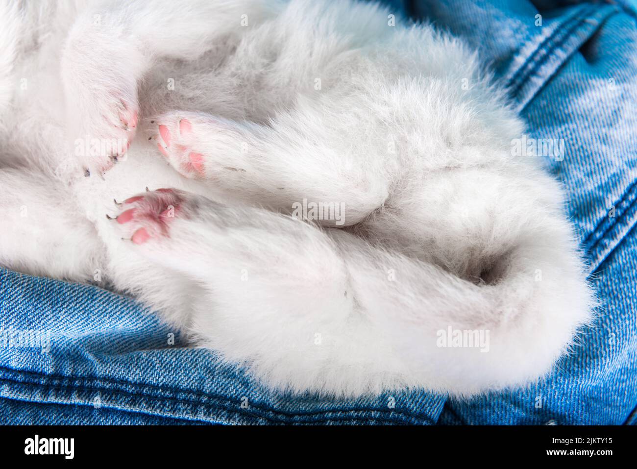 Puppy paws. White fluffy small Samoyed puppy dog on blue jeans ...