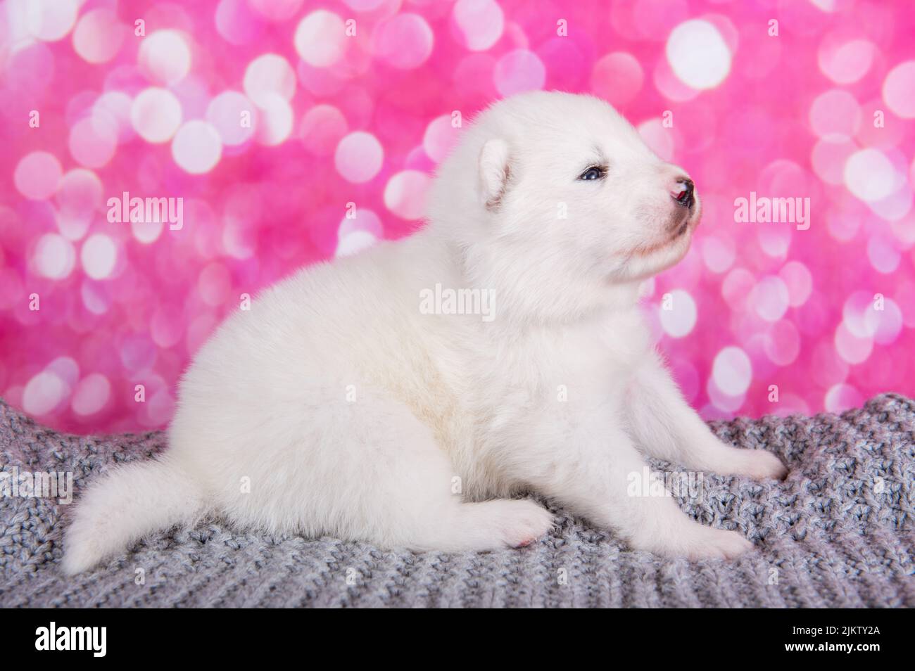 White fluffy small Samoyed puppy on gray knitted wrap Stock Photo - Alamy