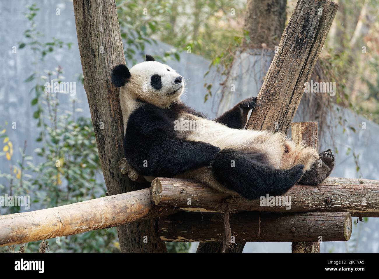 A cute panda lying and resting on the logs in the safari in summer ...