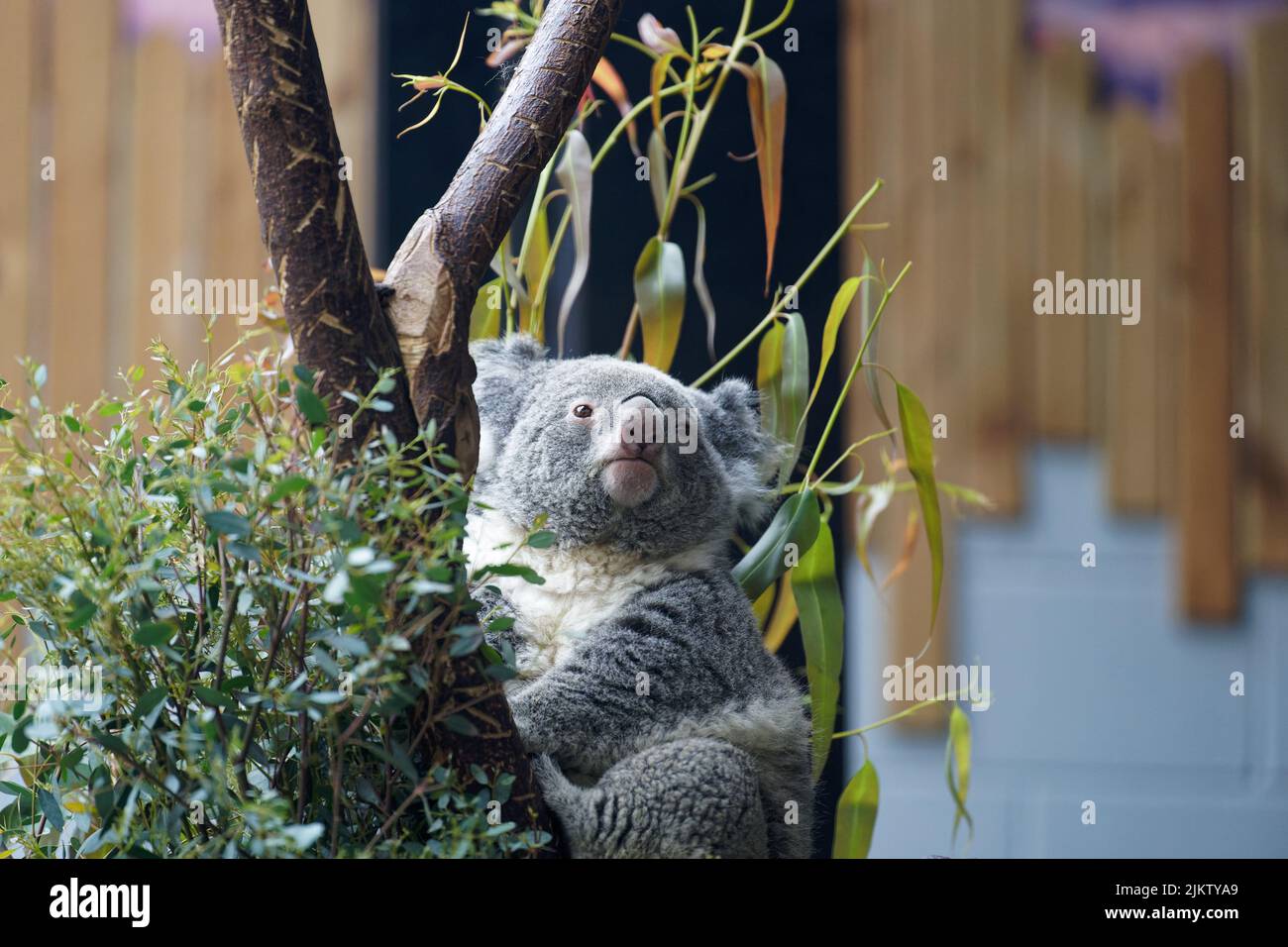 A cute Koala on a tree on a blurred background in the zoo Stock Photo ...