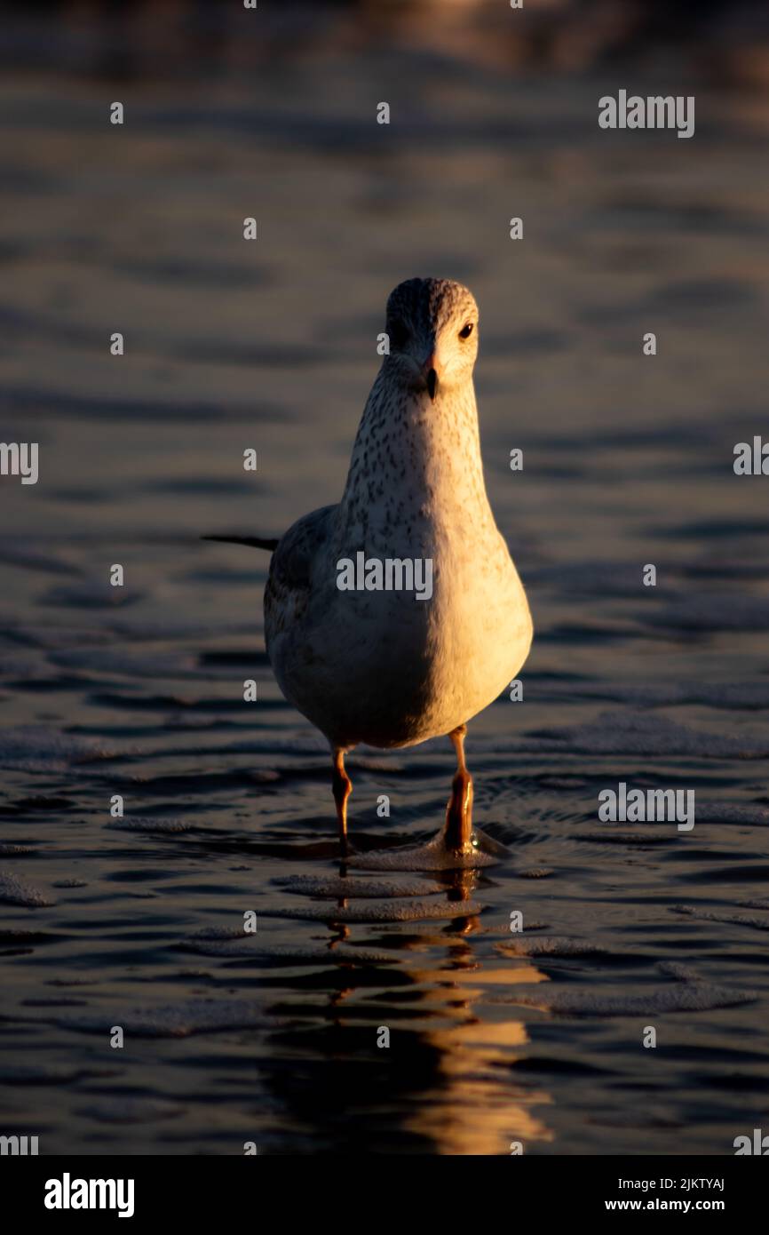 A vertical shot of a Ring-billed gull standing in the shallow water ...
