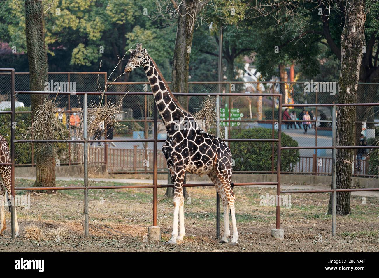 A cute giraffe with long neck in its area of the zoo Stock Photo - Alamy