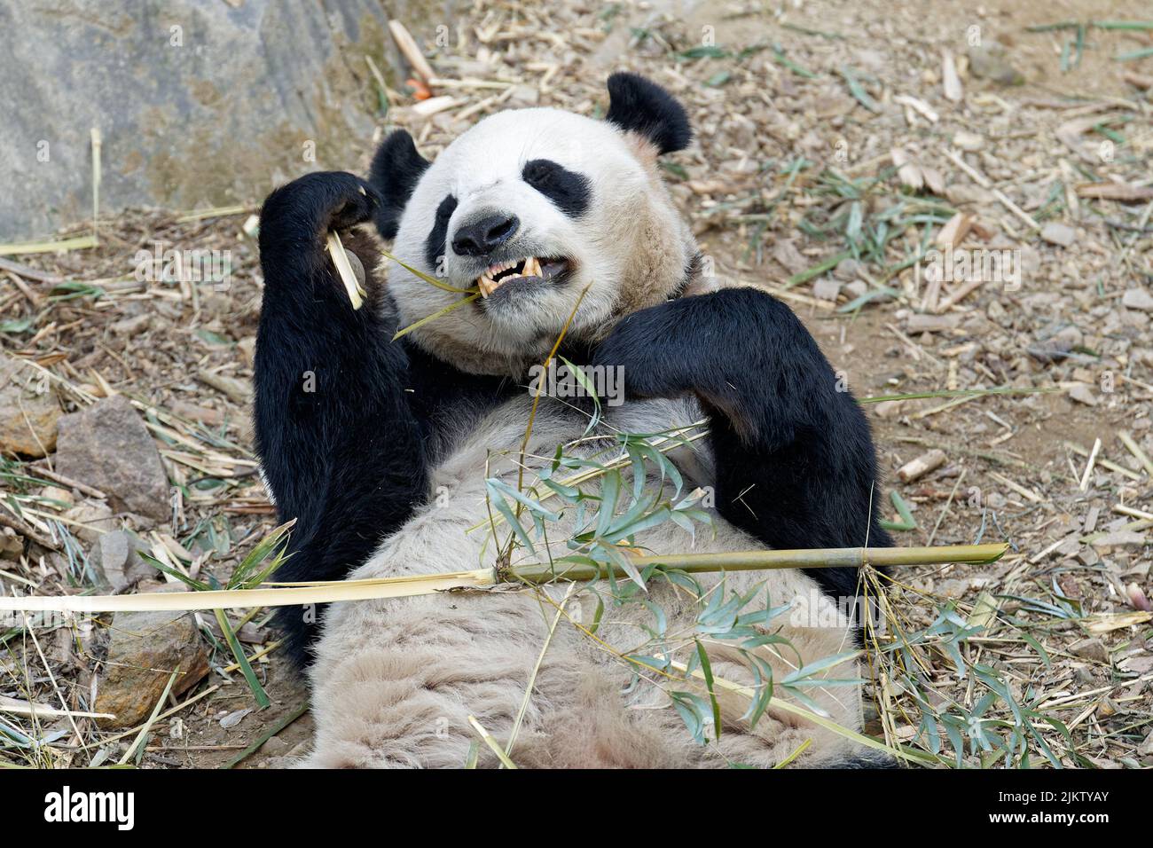 A cute panda lying and eating bamboo in the zoo in summer Stock Photo ...