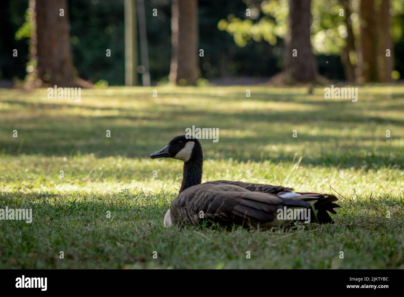 Resting feathers hi-res stock photography and images - Alamy