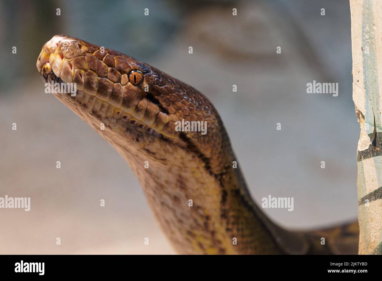 Green anaconda hi-res stock photography and images - Alamy