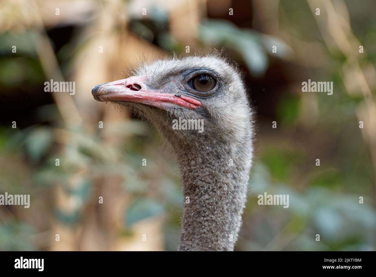 A closeup of a Common ostrich with a green background Stock Photo - Alamy