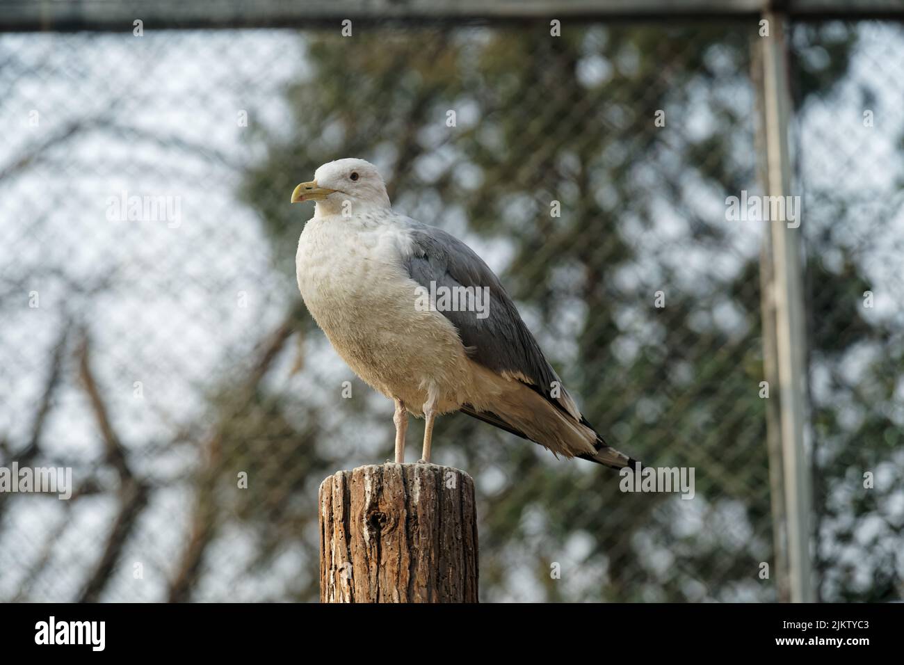 Gull feather hi-res stock photography and images - Alamy