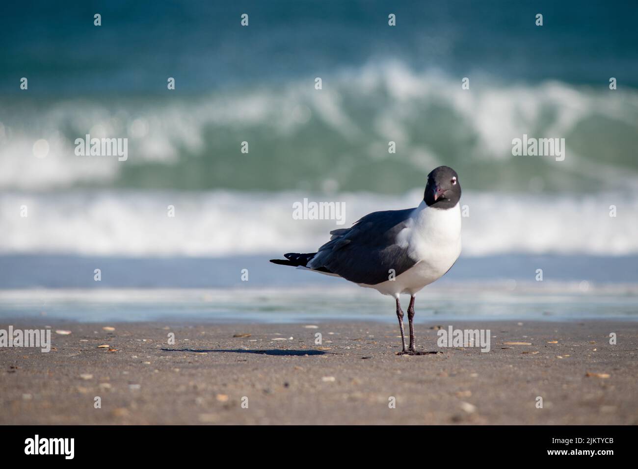 White seagull walking on hi-res stock photography and images - Alamy