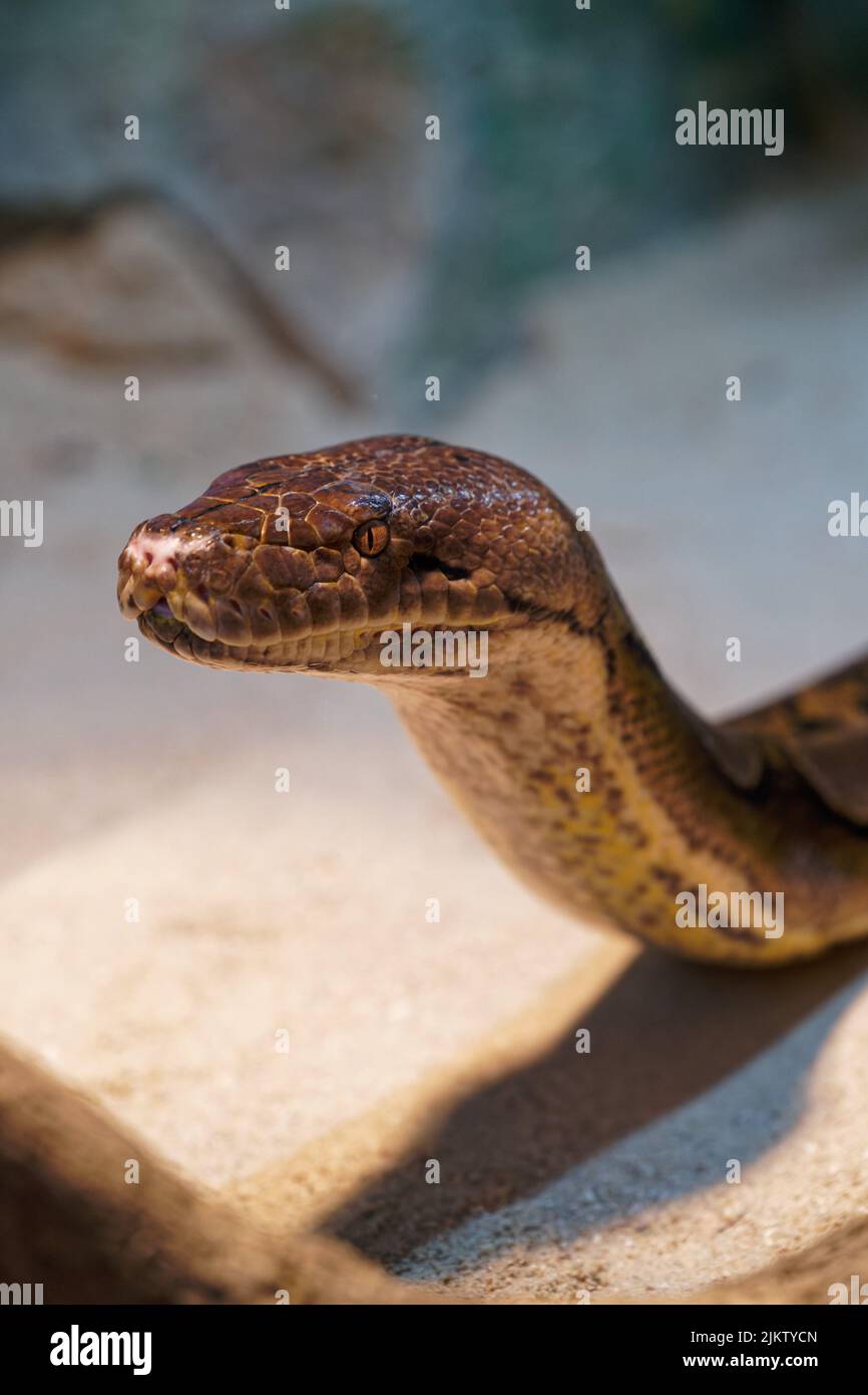 Snake zoo hi-res stock photography and images - Alamy