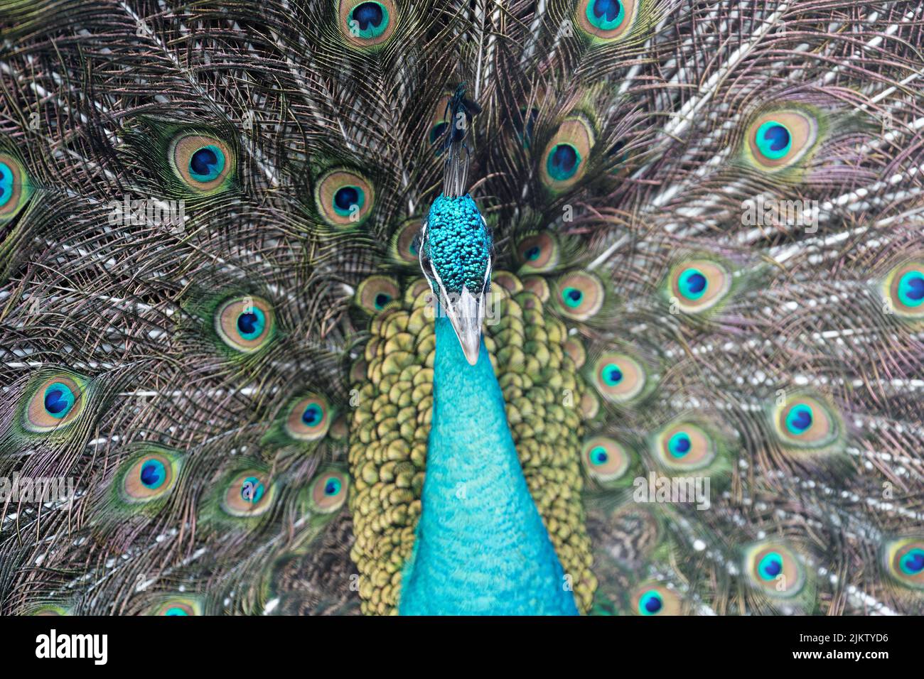 A beautiful Indian peafowl with open tail in the zoo Stock Photo - Alamy
