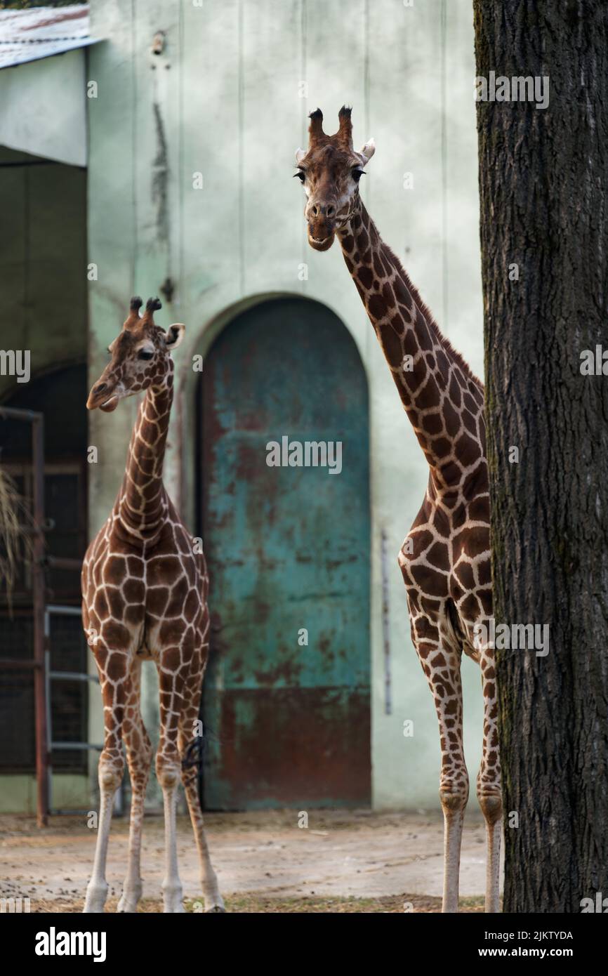 Two cute giraffes with long necks in their area of the zoo Stock Photo ...
