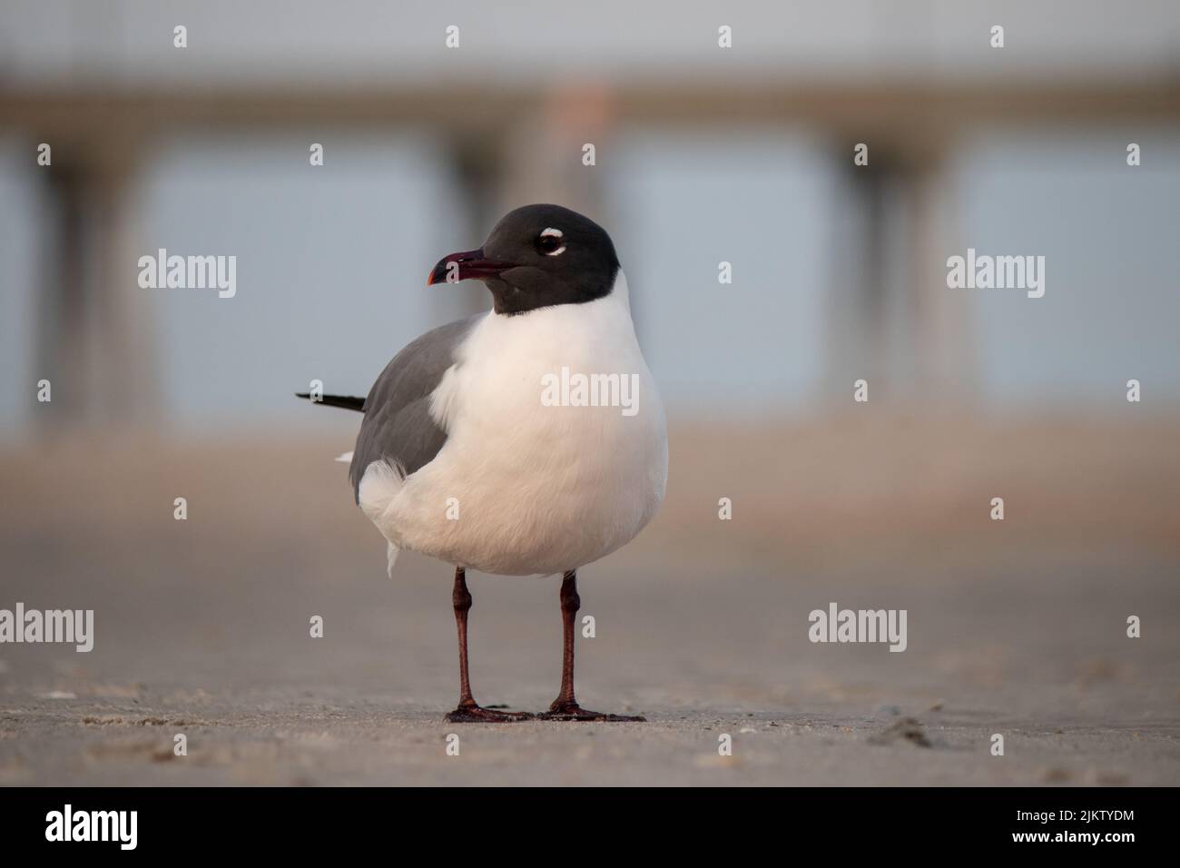 A Laughing gull standing on the shore Stock Photo - Alamy