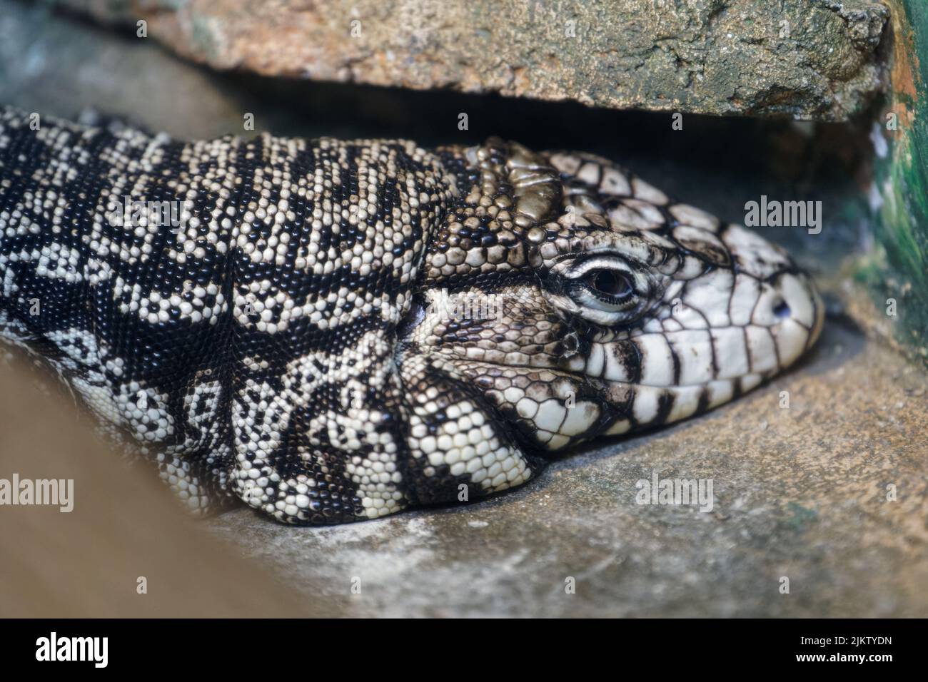 A close-up shot of a Gold tegu on a rock in the forest Stock Photo - Alamy