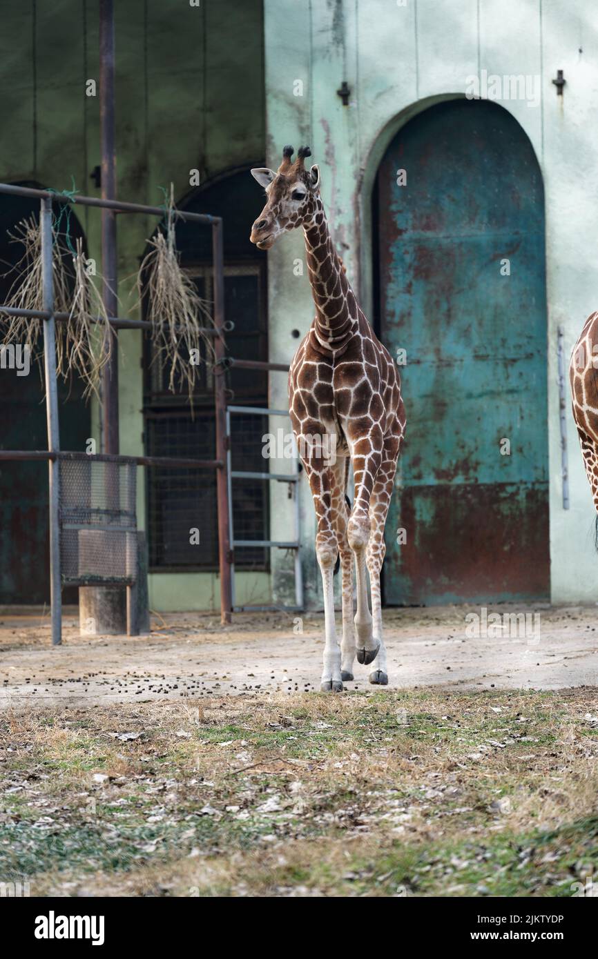 A cute giraffe with long neck in its area of the zoo Stock Photo - Alamy