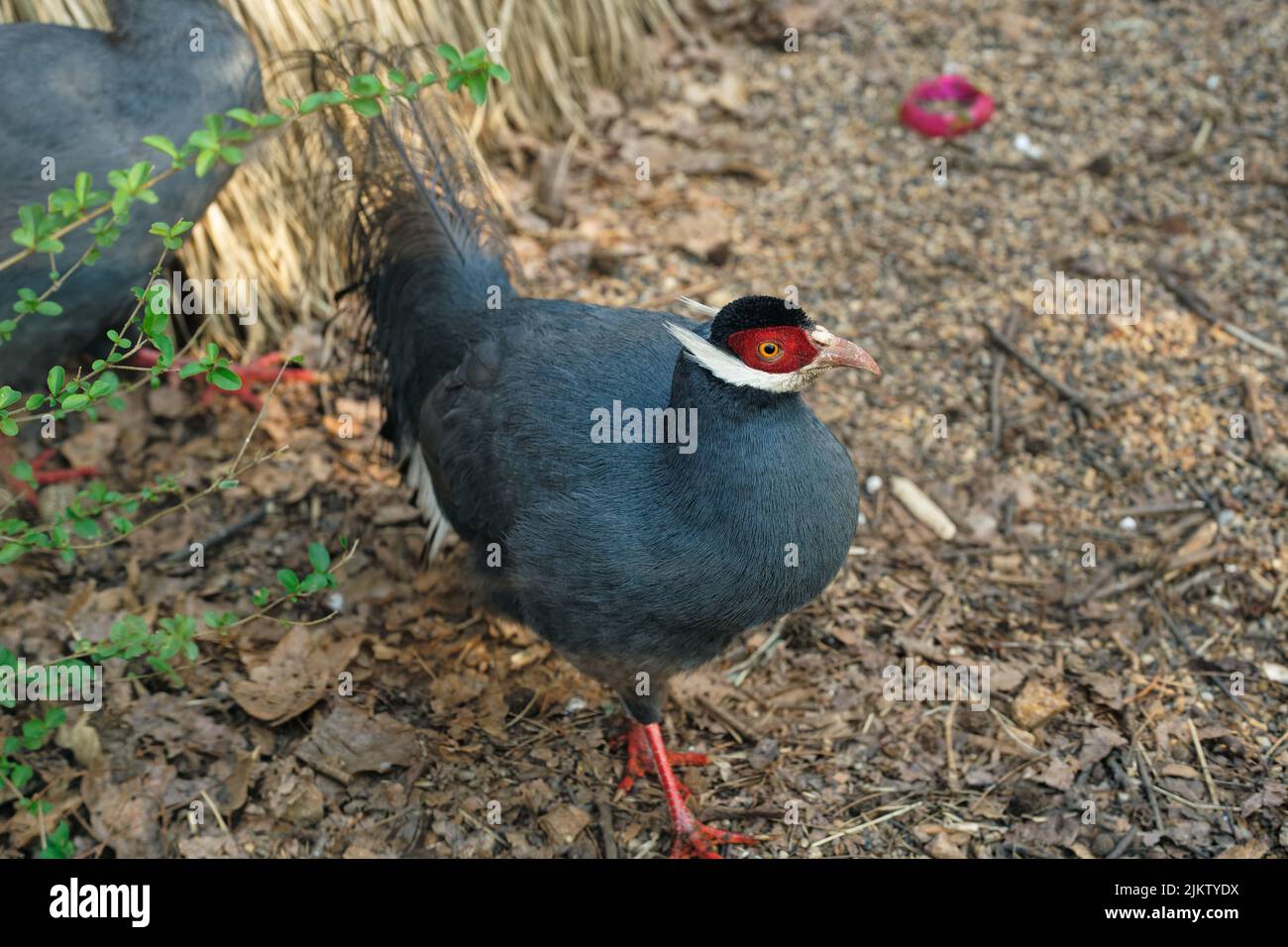 A closeup of a Blue eared pheasant standing on the ground Stock Photo ...