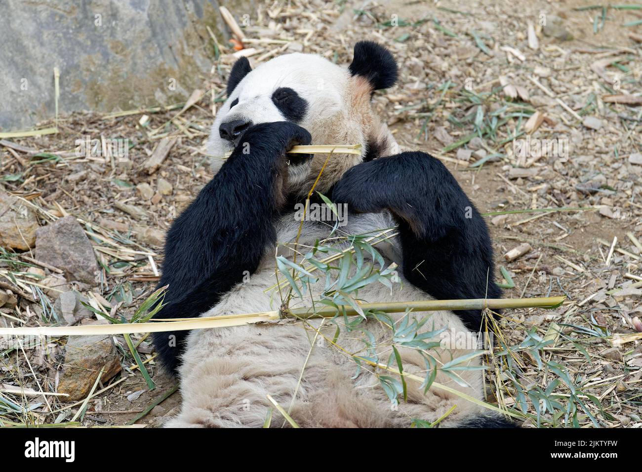 Animal eating bamboo hi-res stock photography and images - Alamy