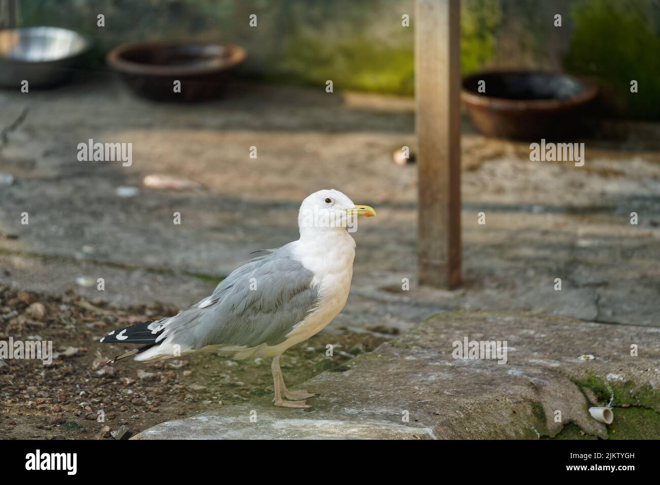 Outside gull hi-res stock photography and images - Alamy