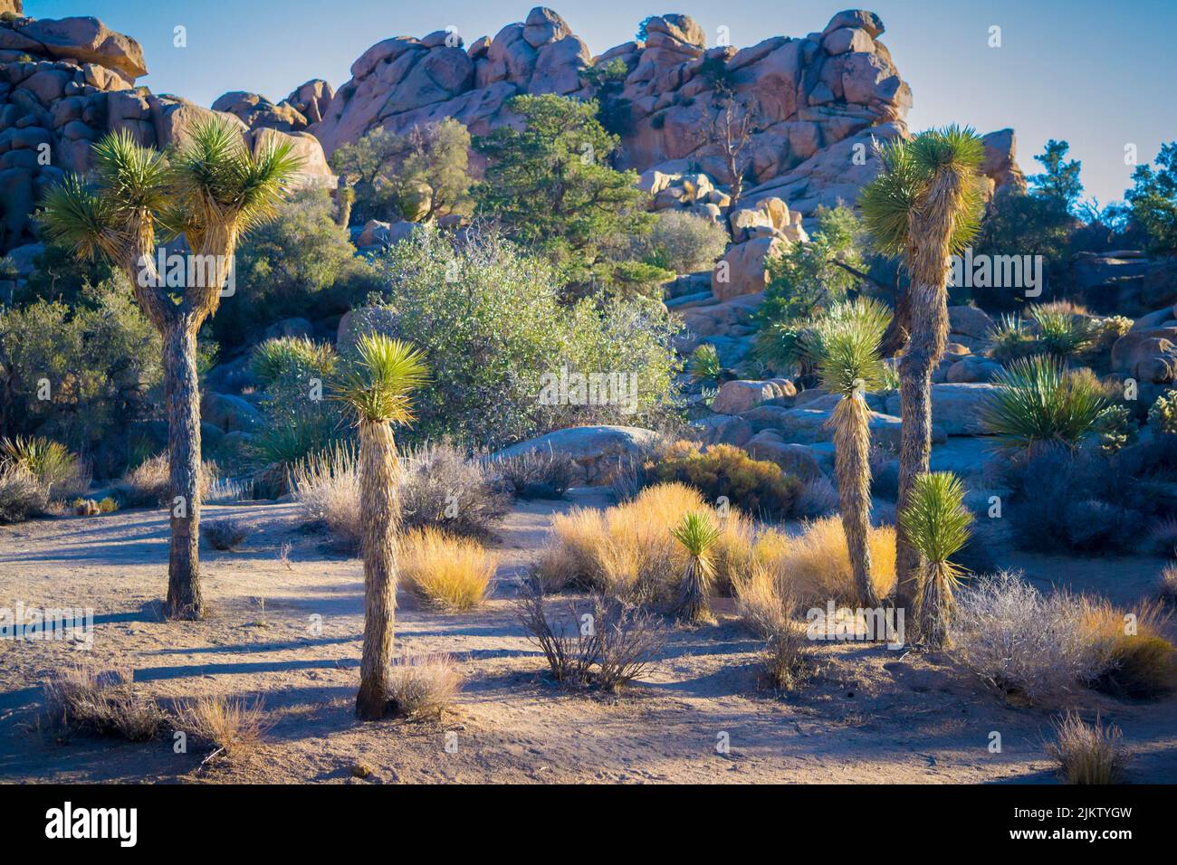 Joshua trees (Yucca brevifolia) native to the Mojave Desert of Joshua ...