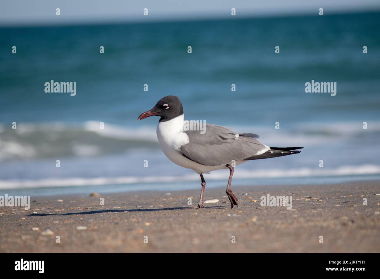White seagull walking on hi-res stock photography and images - Alamy