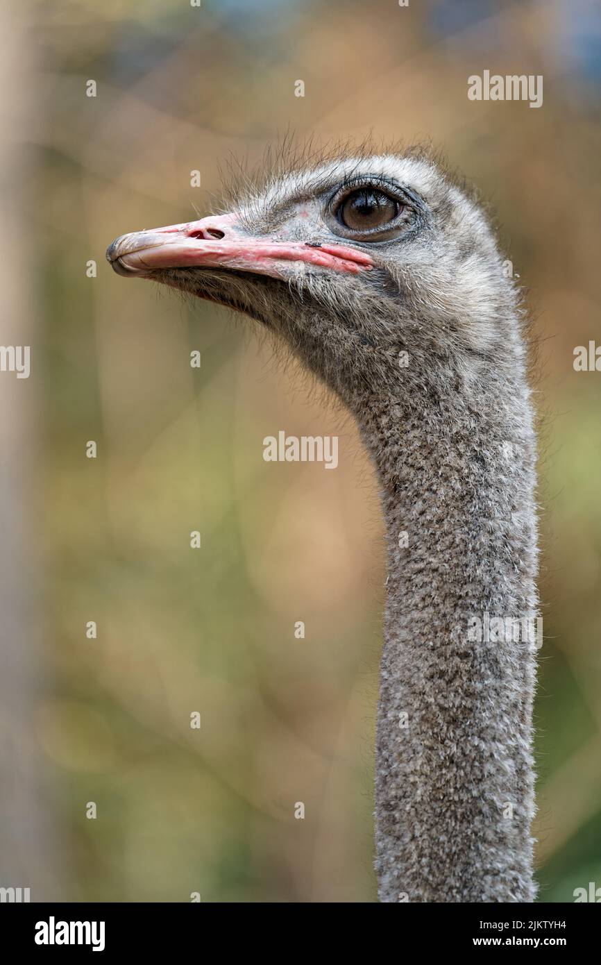 A closeup of a Common ostrich with a green background Stock Photo - Alamy