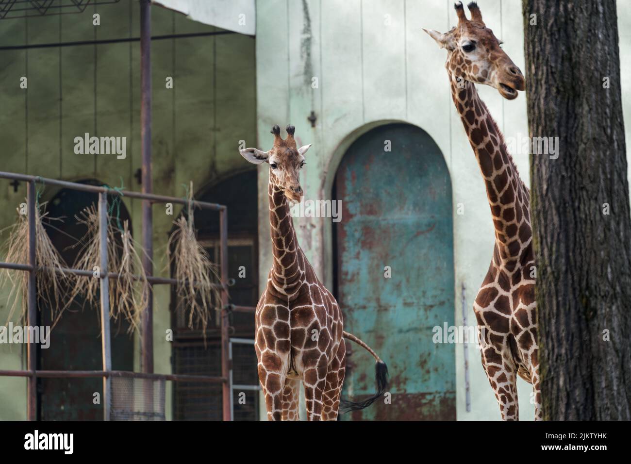 Two cute giraffes with long necks in their area of the zoo Stock Photo - Alamy