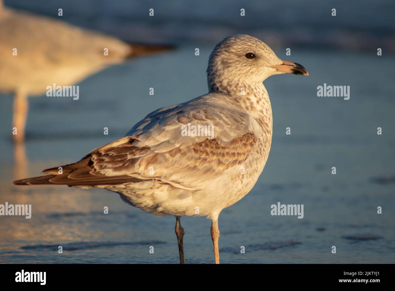 A closeup of a Ring-billed gull standing on the shore Stock Photo - Alamy