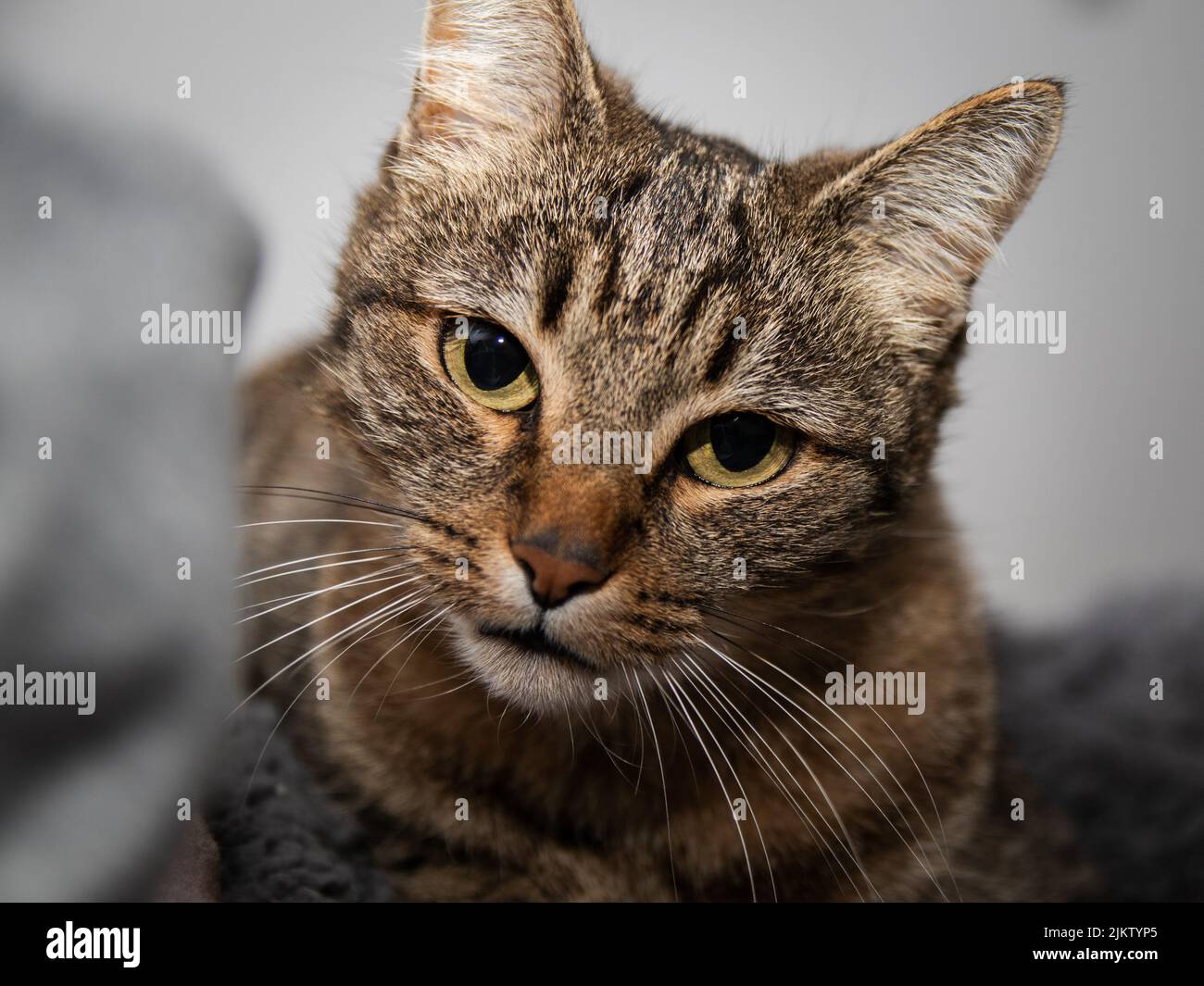 A closeup shot of a cat Stock Photo - Alamy