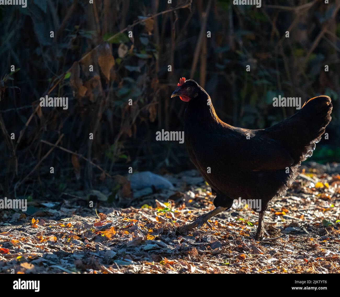 A close-up shot of a silhouette of a black chicken walking on the ...