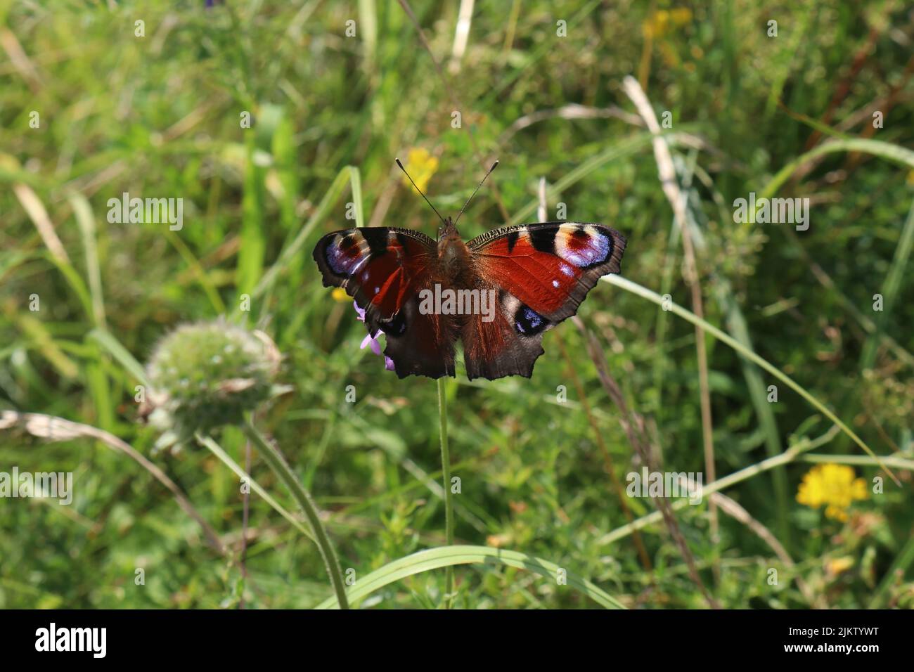August in nature hi-res stock photography and images - Alamy
