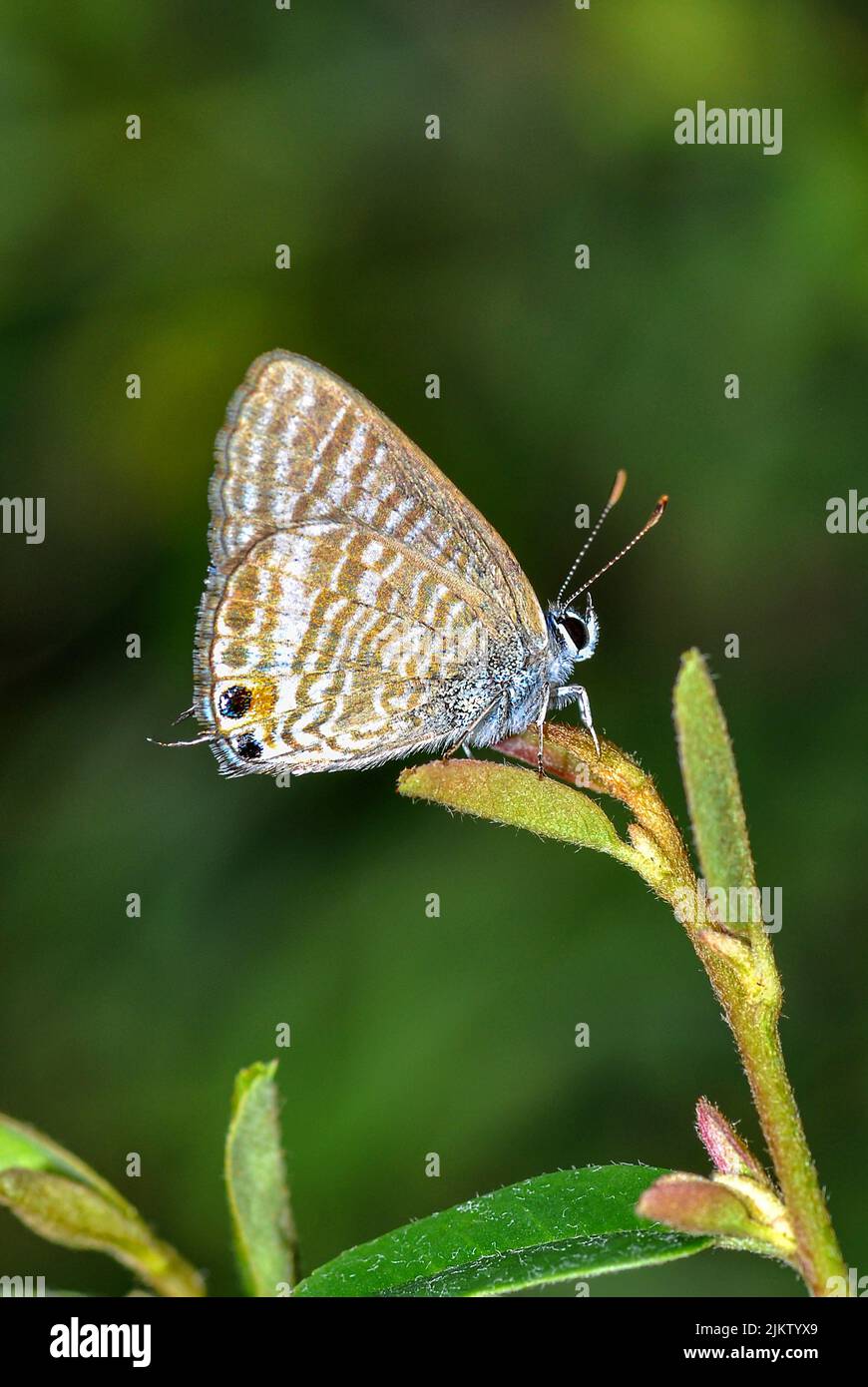 little butterflies continue their generation in small parks in the city ...