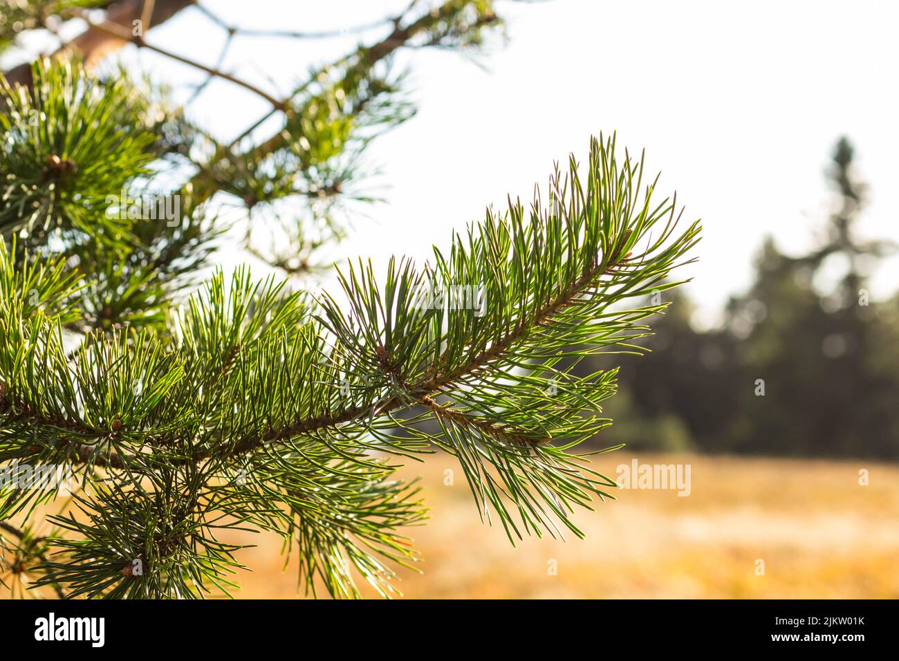 A selective focus shot of pine tree leaves in bright sunlight with blurred background Stock ...