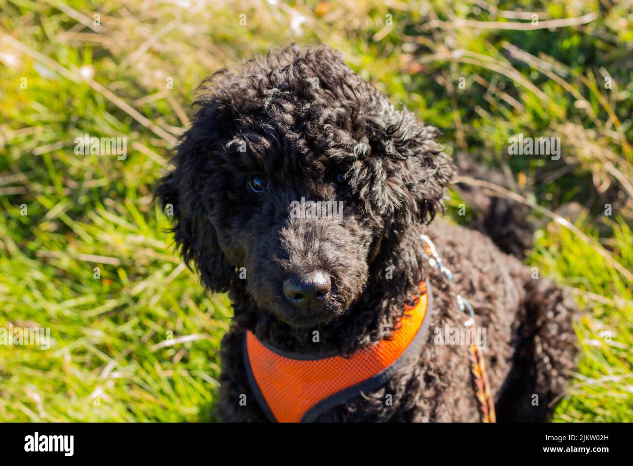 Rope around neck hi-res stock photography and images - Alamy