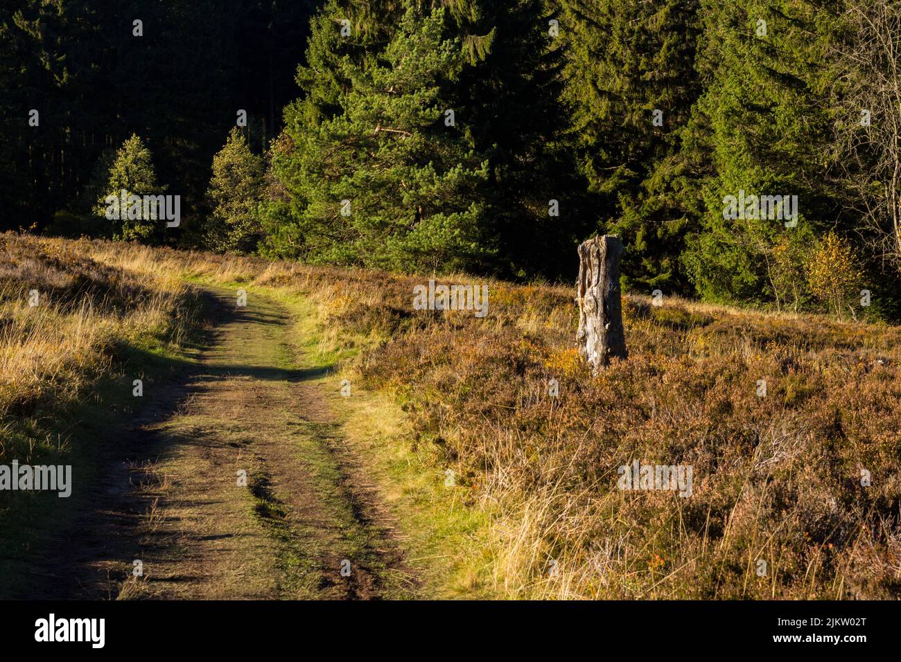 A beautiful view of green path covered with trees shadow Stock Photo ...