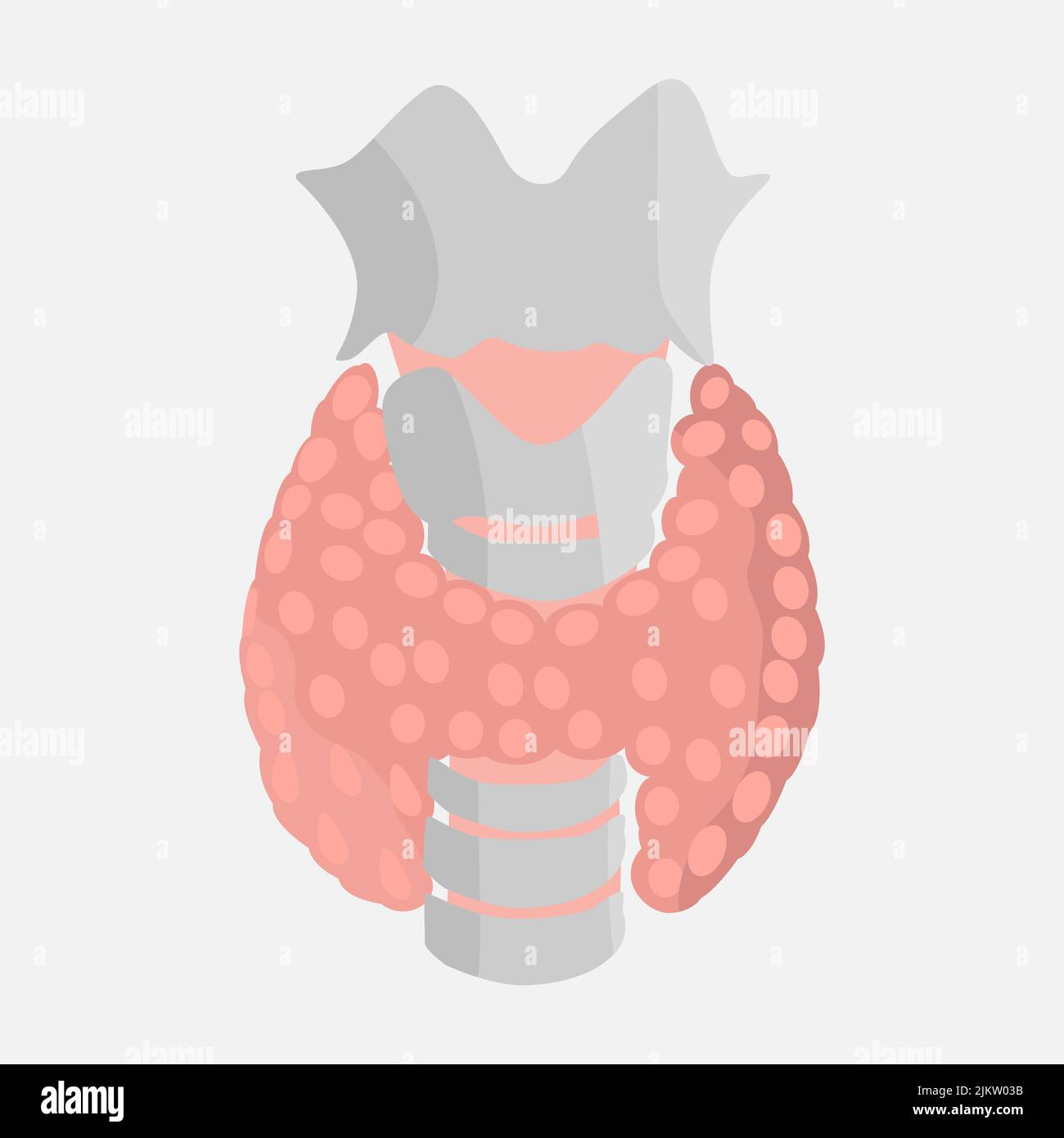 Icon of the thyroid gland on a white background Stock Vector Image ...