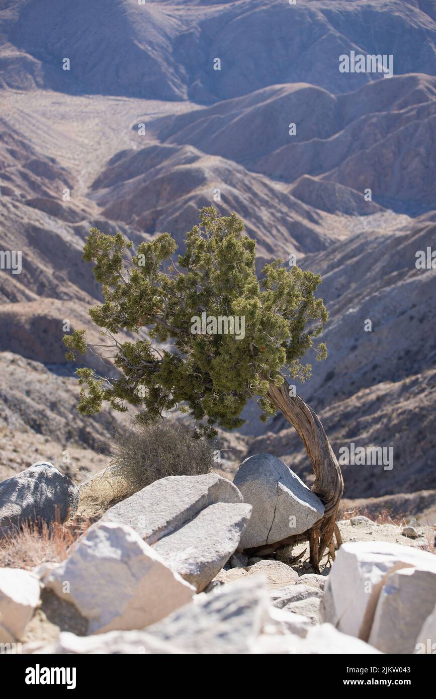 The josuha trees in natural landscape Stock Photo - Alamy