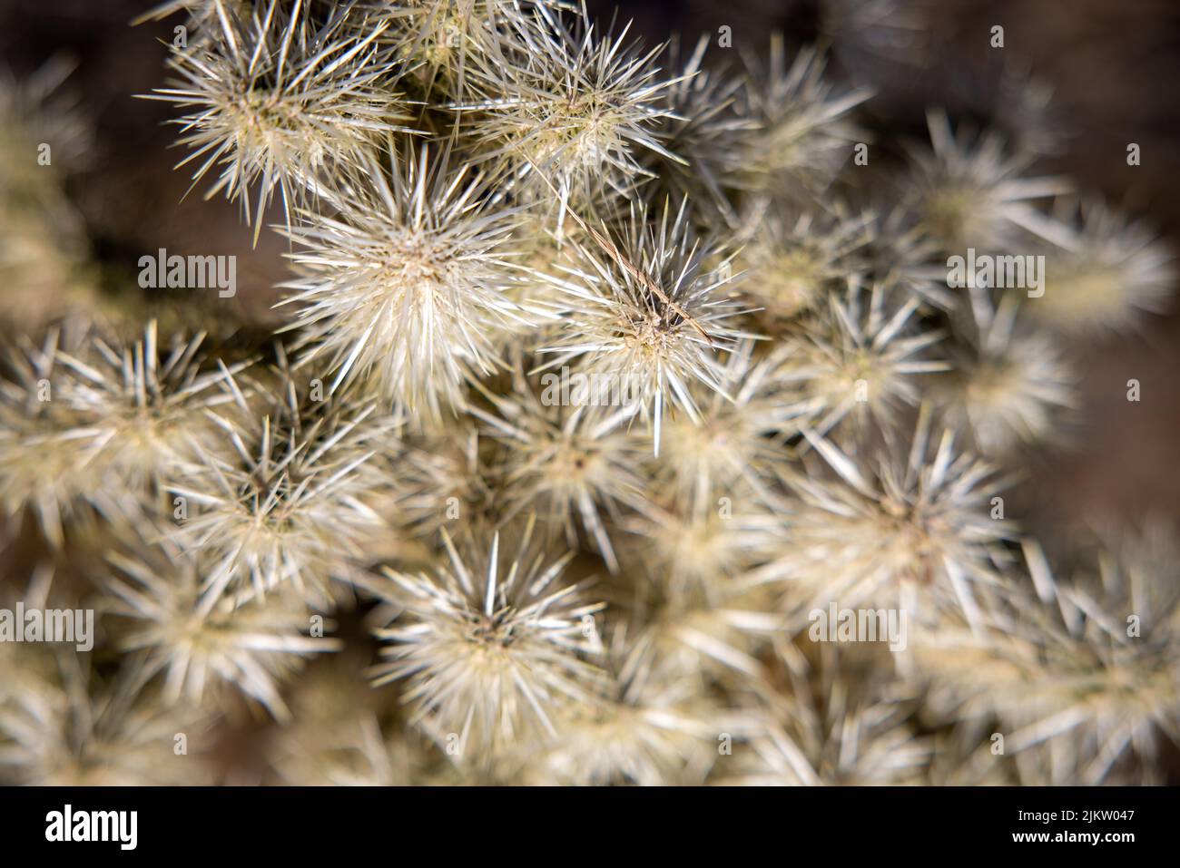 Silver cholla flowers hi-res stock photography and images - Alamy